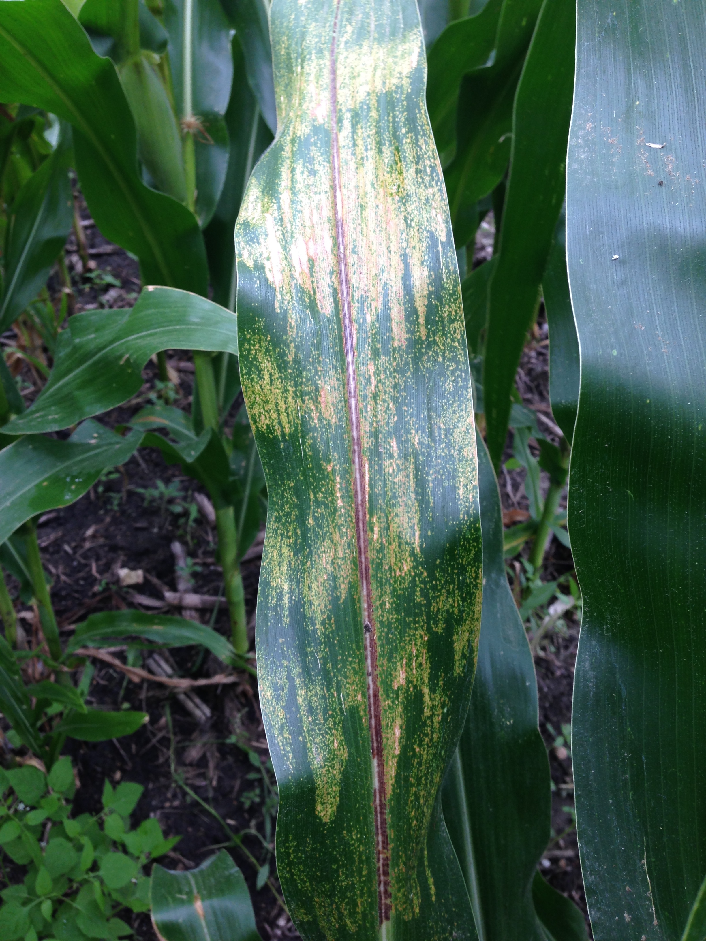 Gray Leaf Spot Of Corn Crop Protection Network