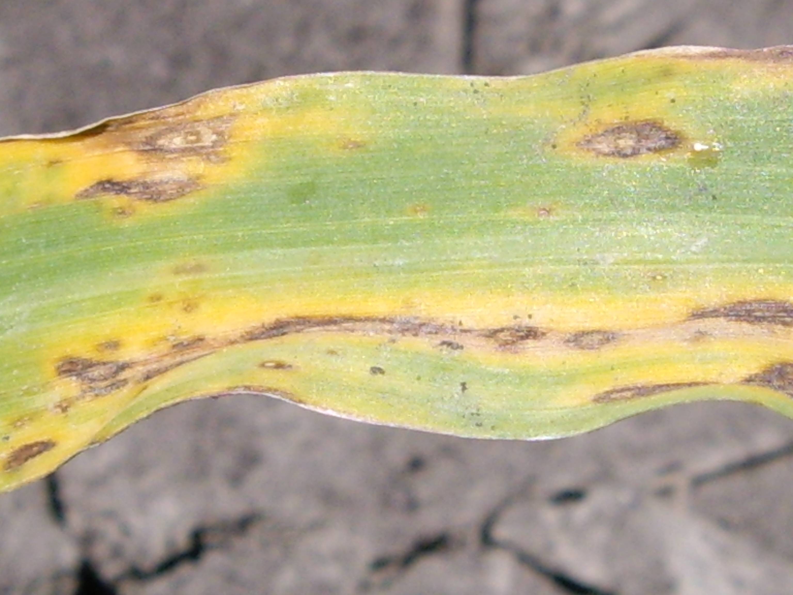 Gray Leaf Spot Of Corn Crop Protection Network
