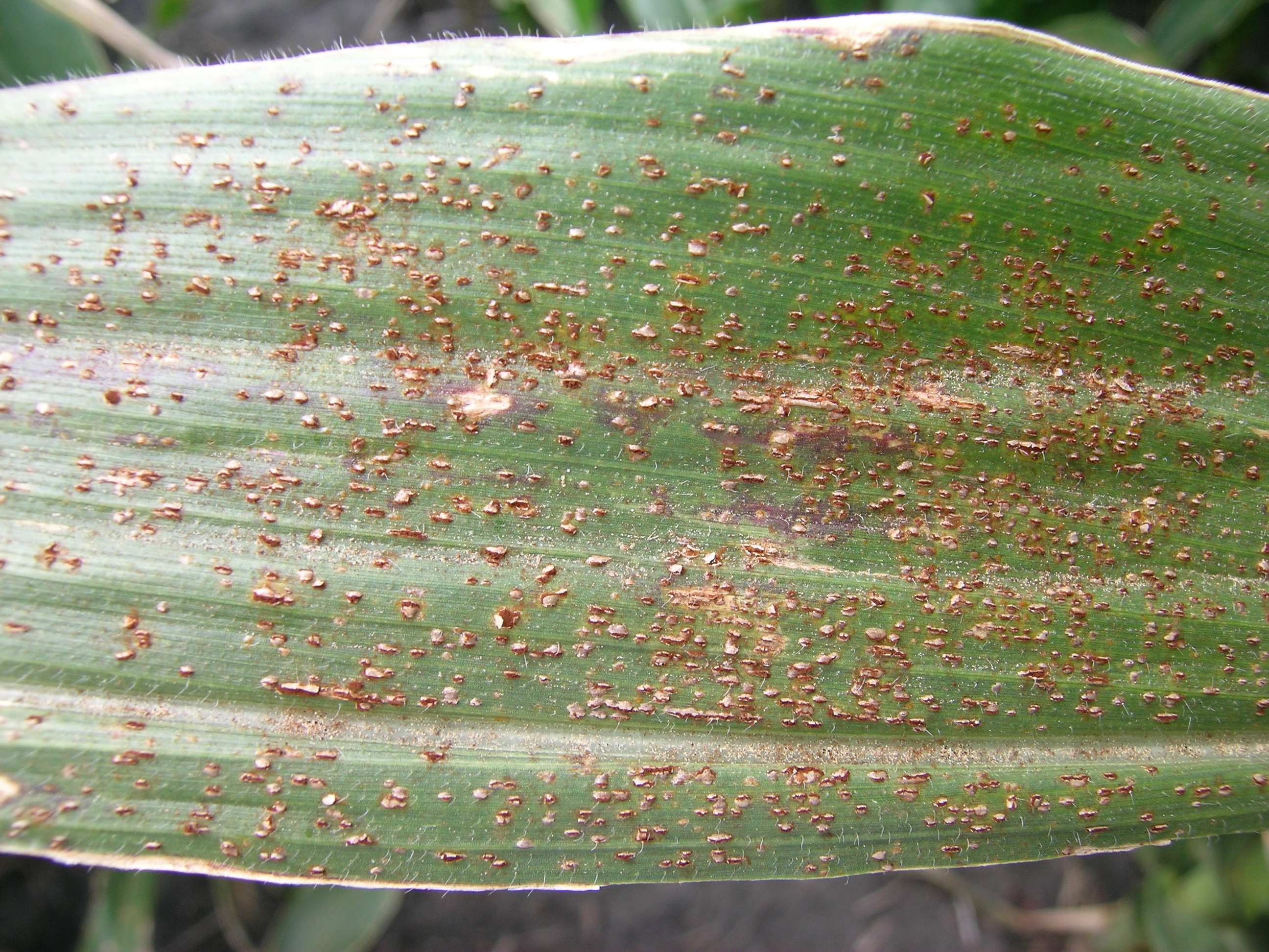 Gray Leaf Spot Of Corn Crop Protection Network