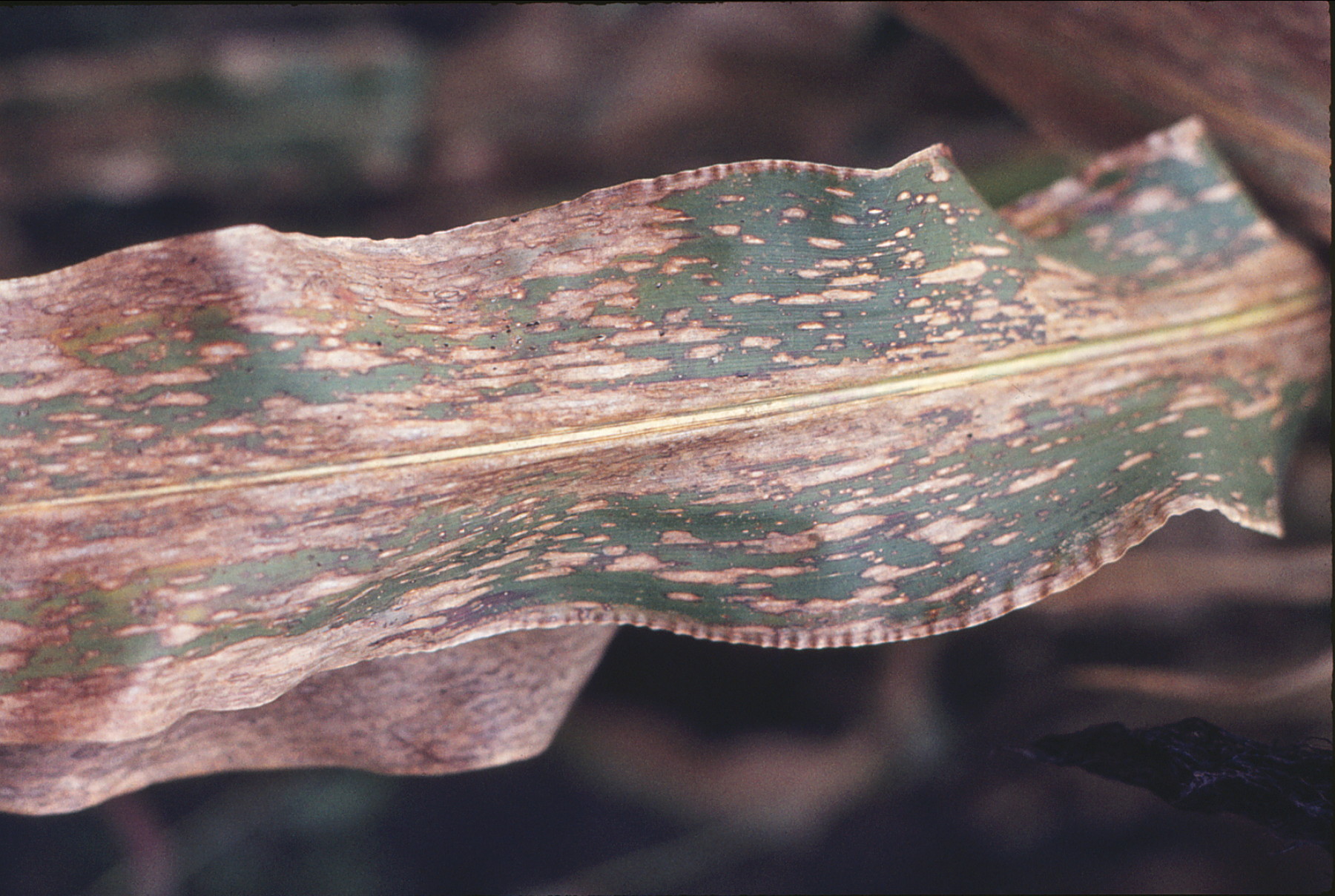 Gray Leaf Spot Of Corn Crop Protection Network
