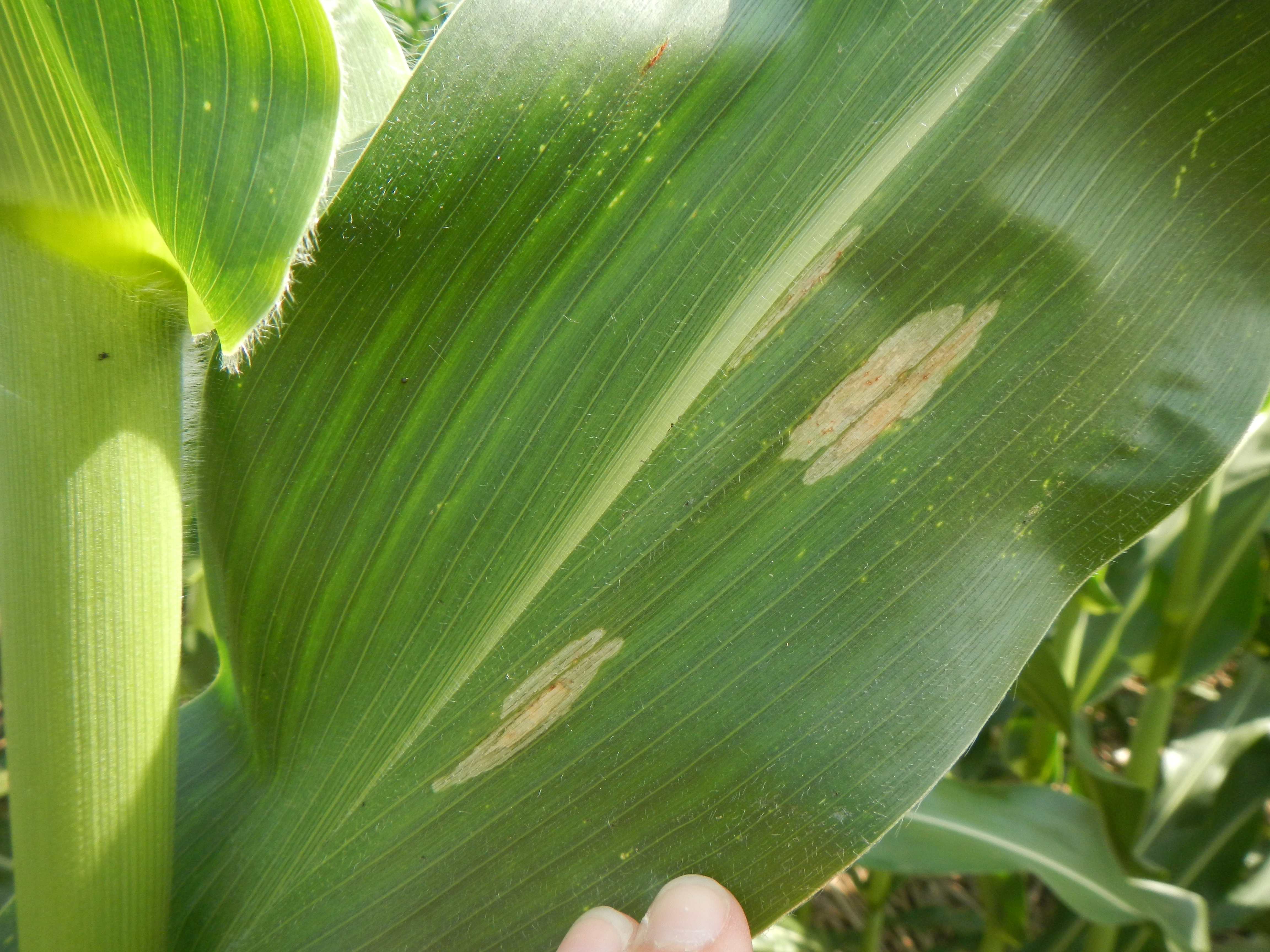 Gray Leaf Spot Of Corn Crop Protection Network