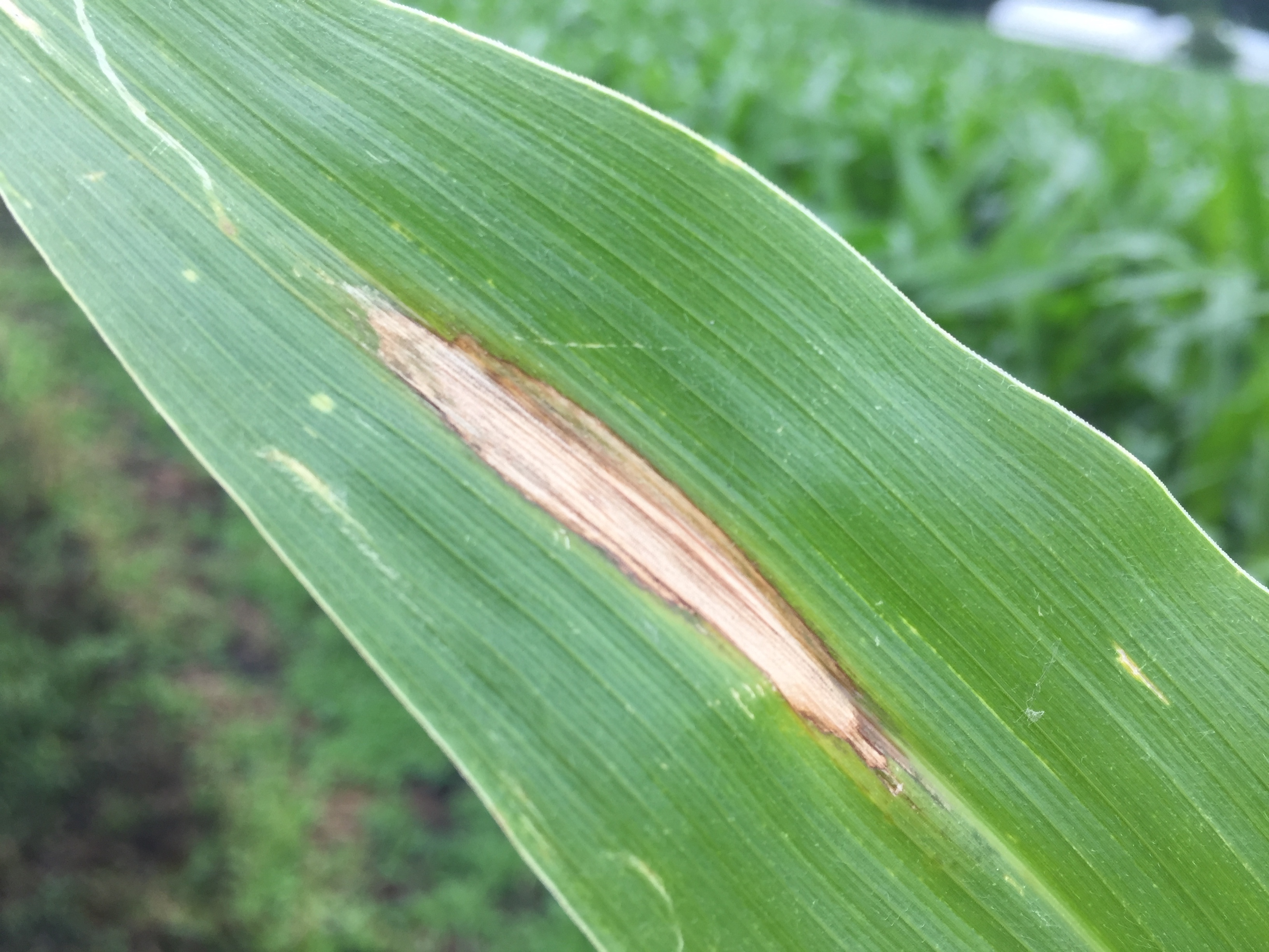 Gray Leaf Spot Of Corn Crop Protection Network