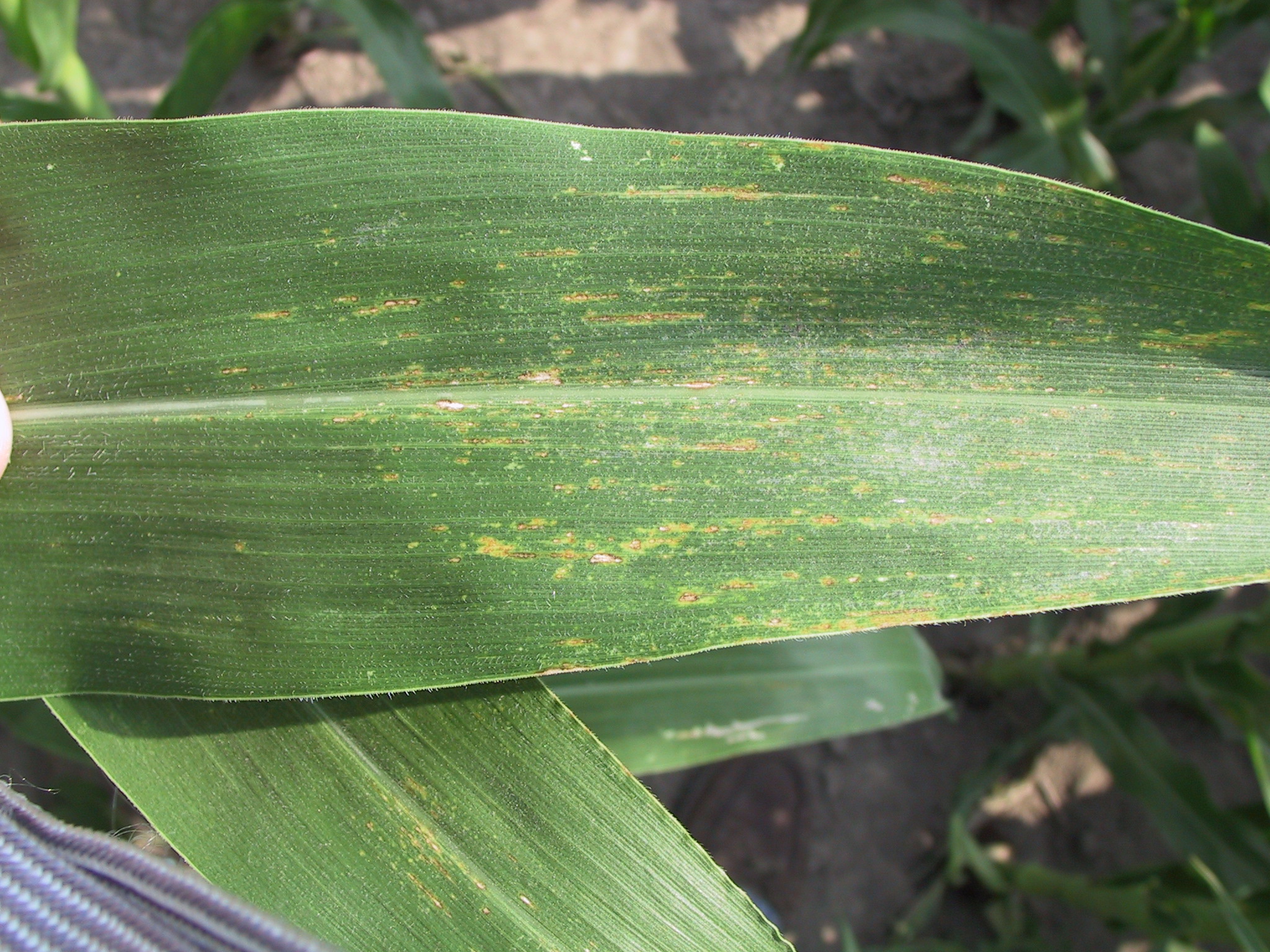 Gray Leaf Spot Of Corn Crop Protection Network