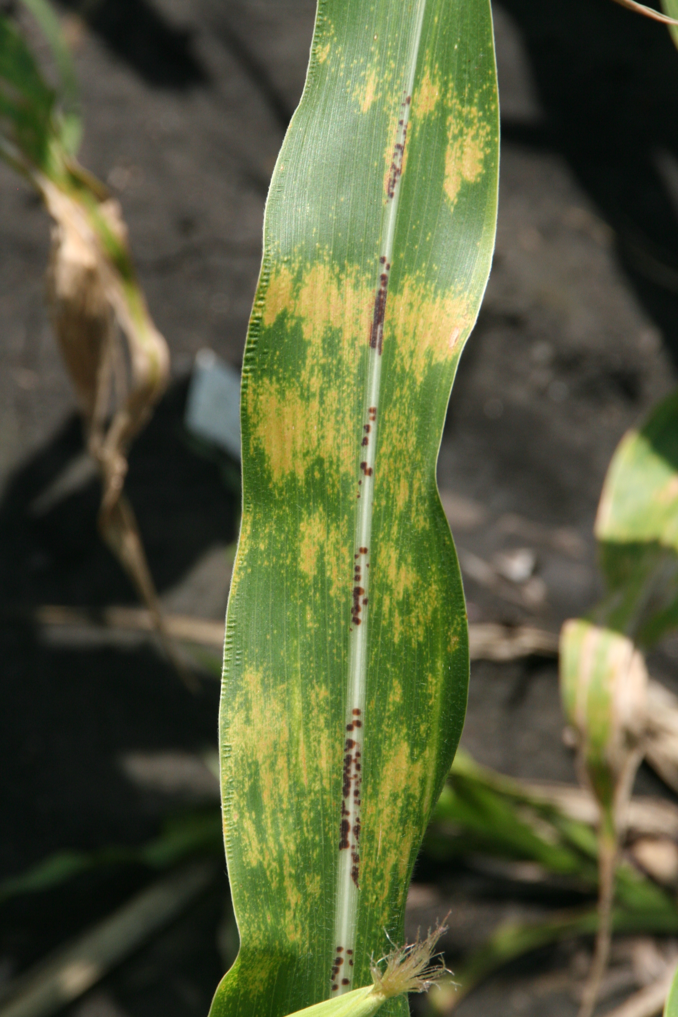 Gray Leaf Spot Of Corn Crop Protection Network