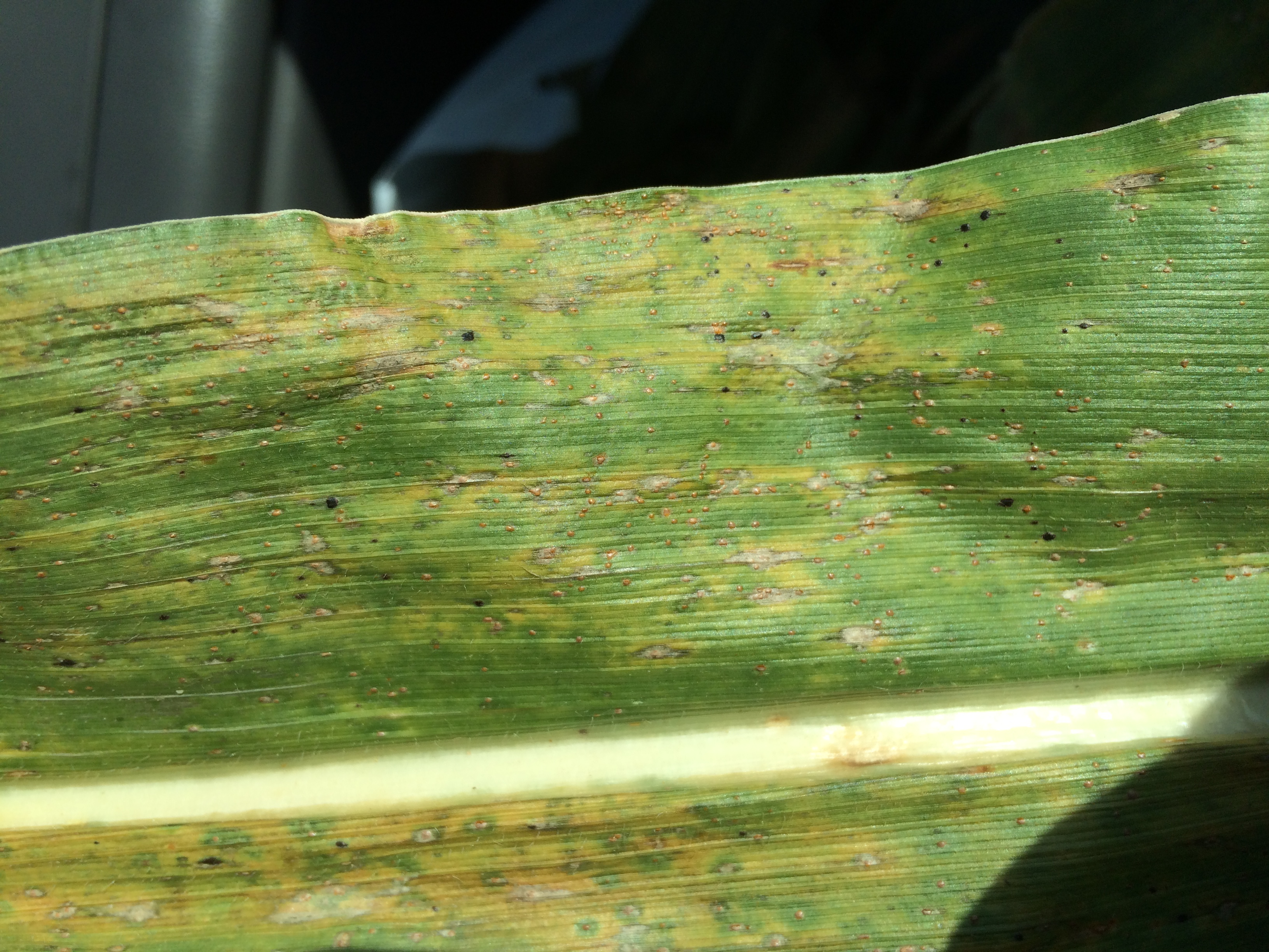 Gray Leaf Spot Of Corn Crop Protection Network