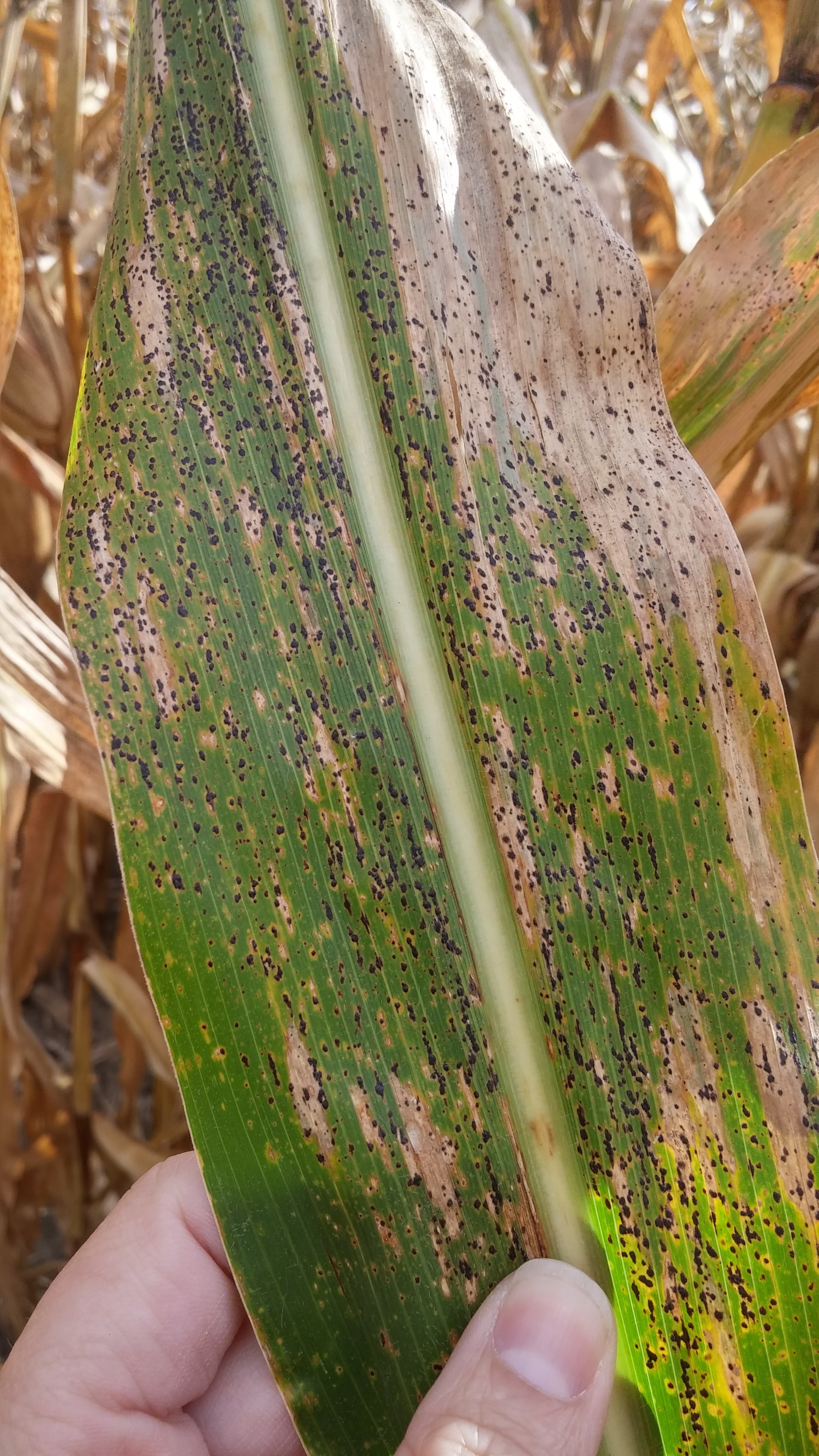 Gray Leaf Spot Of Corn Crop Protection Network
