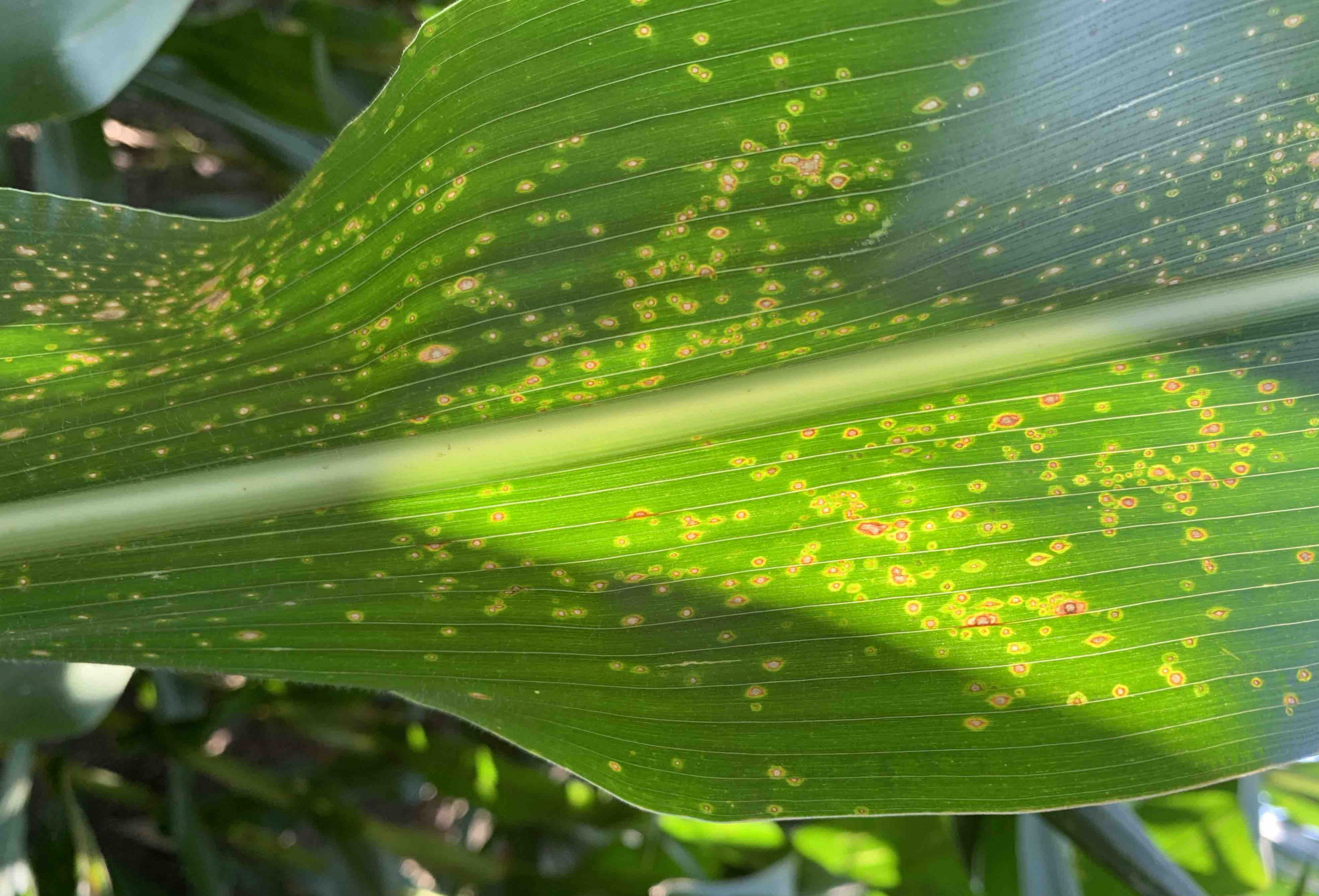 Gray Leaf Spot Of Corn Crop Protection Network