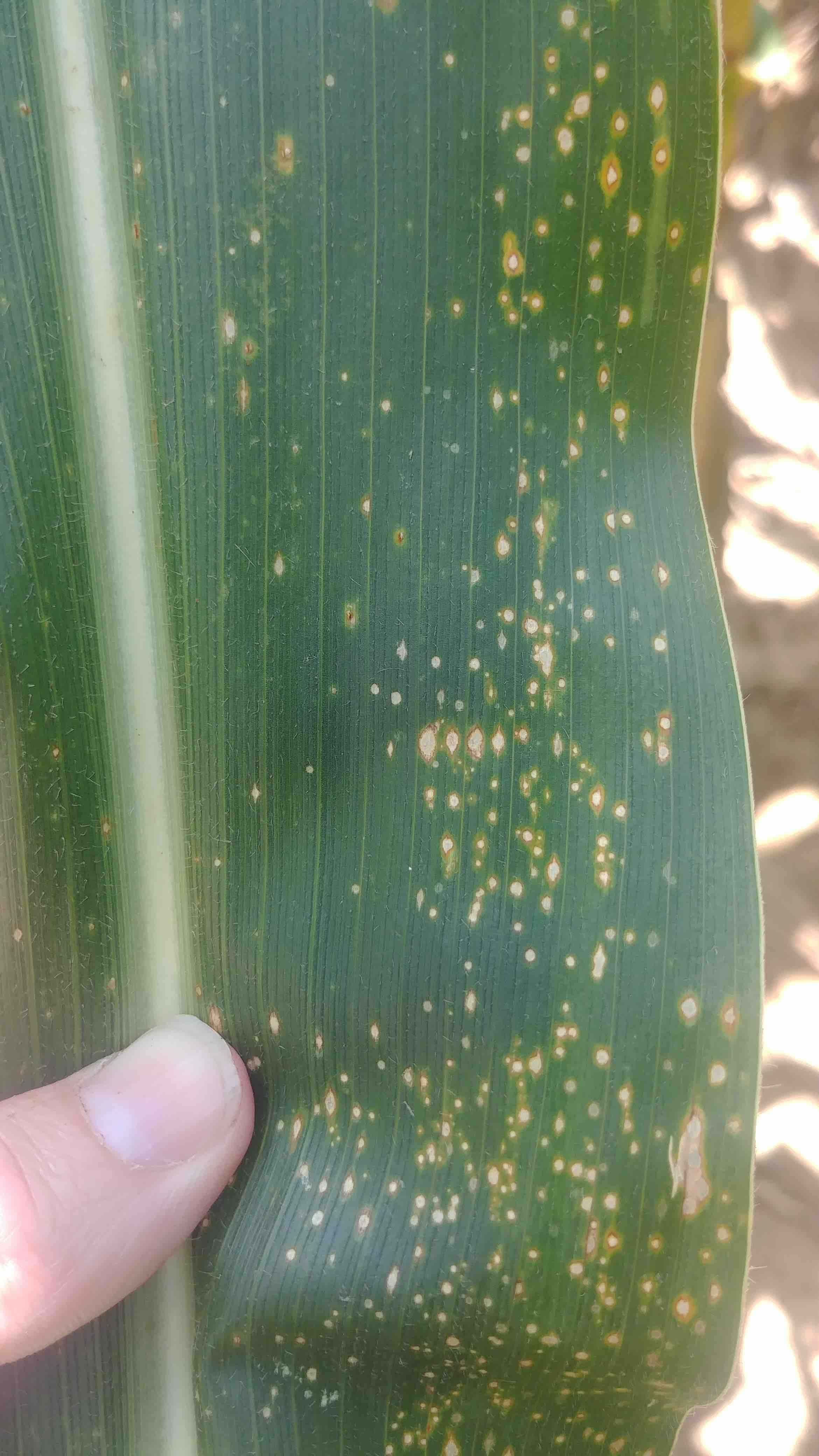 Gray Leaf Spot Of Corn Crop Protection Network
