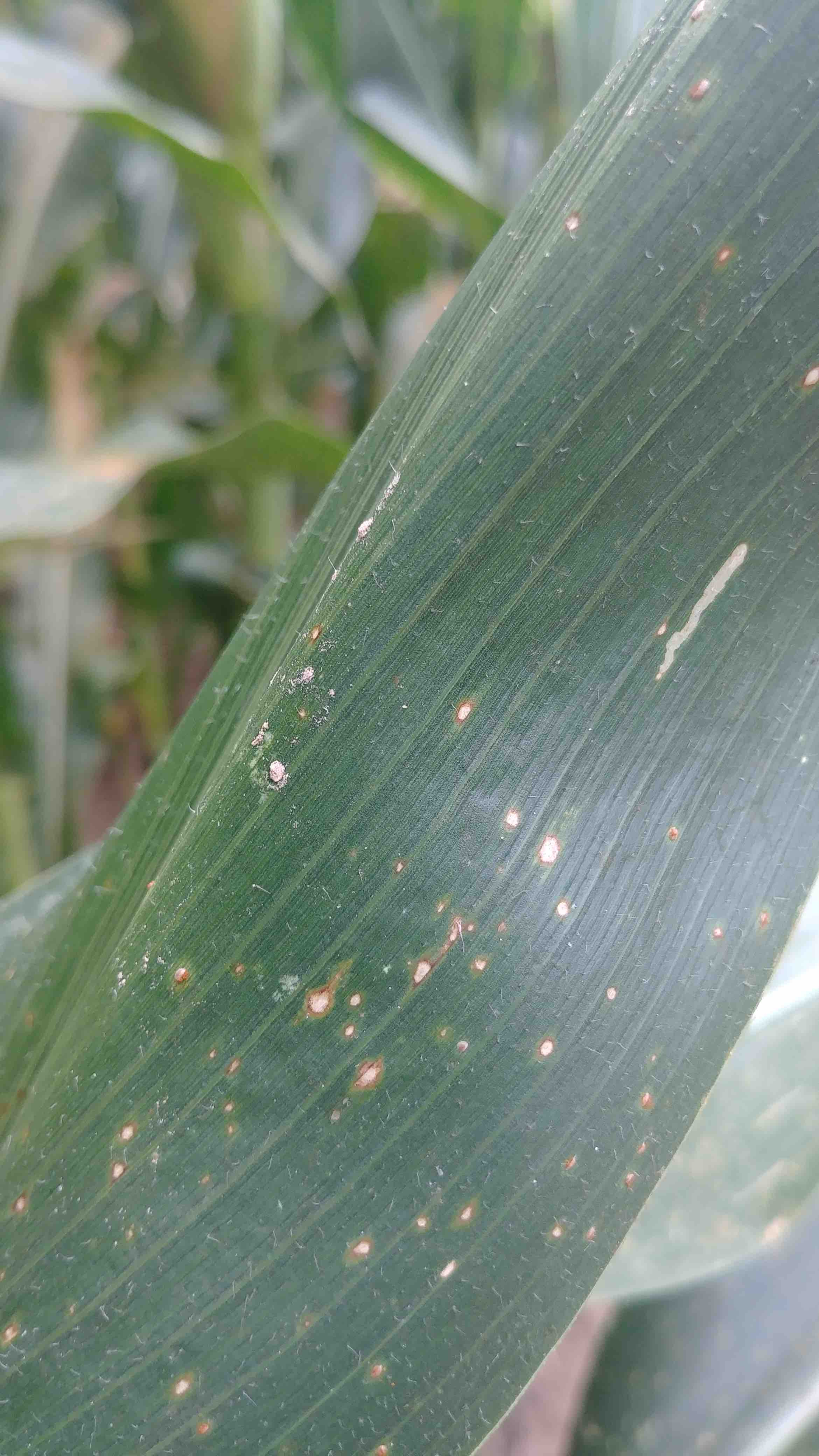 Gray Leaf Spot Of Corn Crop Protection Network