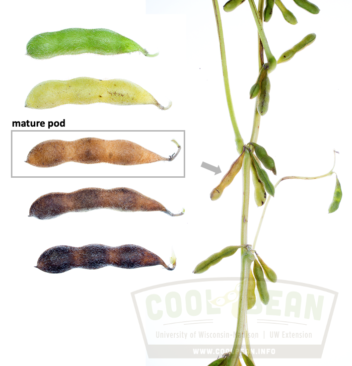Soybean Crop Stages